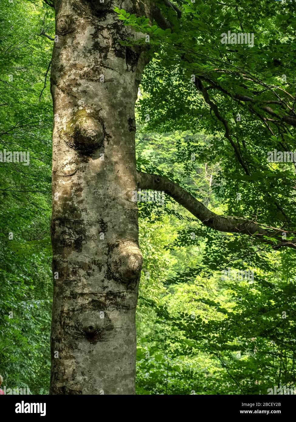 interesting trees with diverse growths, green leaf background Stock ...