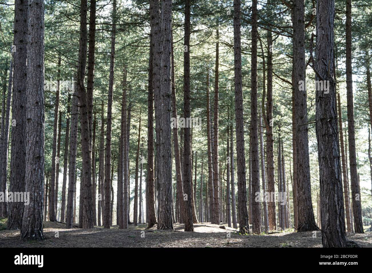 Pine plantation mature trees hi-res stock photography and images - Alamy