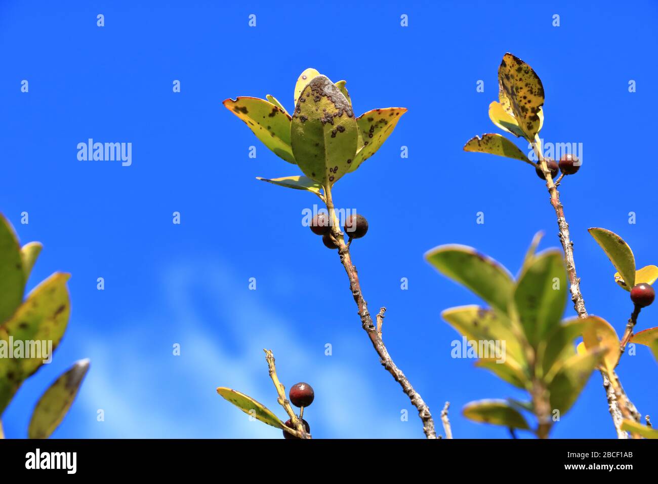 The foliage and fruits of the 'Wildfire' black tupelo (Nyssa sylvatica ...
