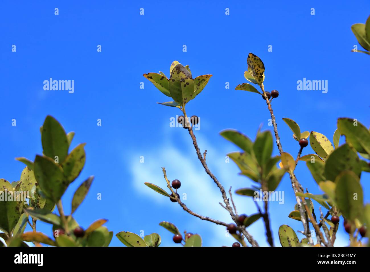 The foliage and fruits of the 'Wildfire' black tupelo (Nyssa sylvatica ...