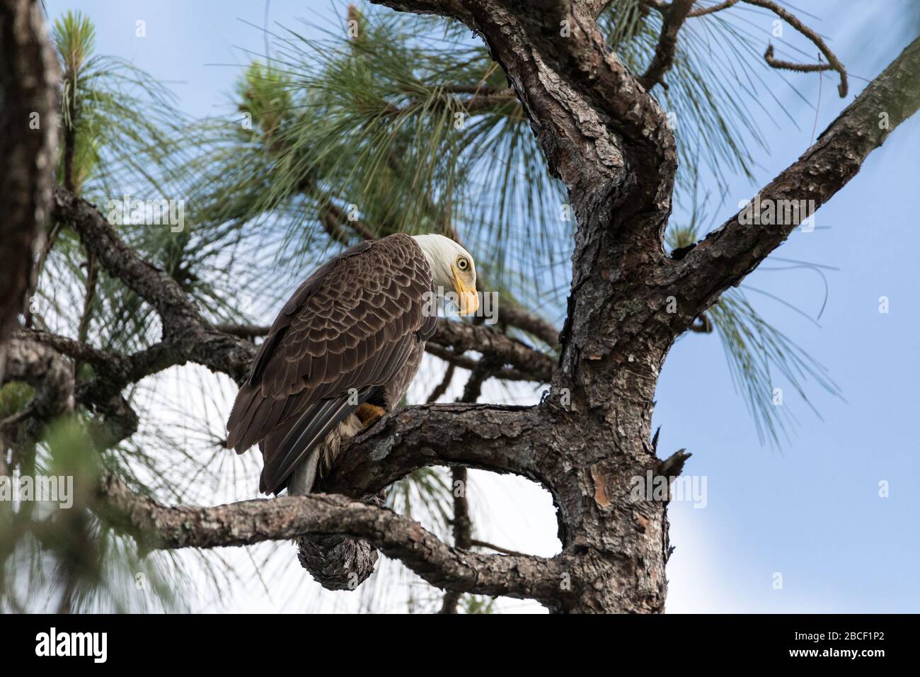 Bald eagle Haliaeetus leucocephalus bird of prey perches on a cypress ...