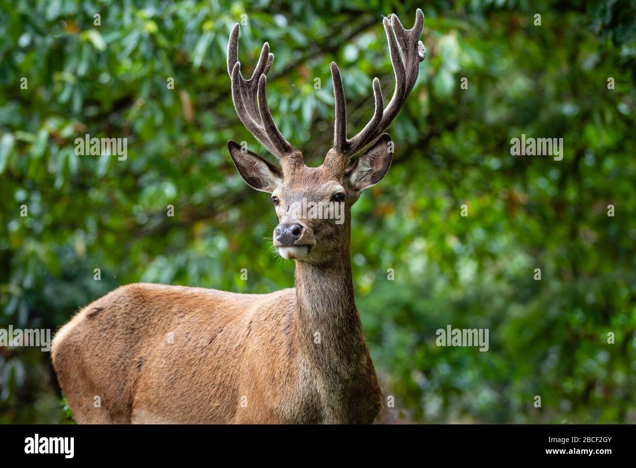 Deer flies hi-res stock photography and images - Alamy