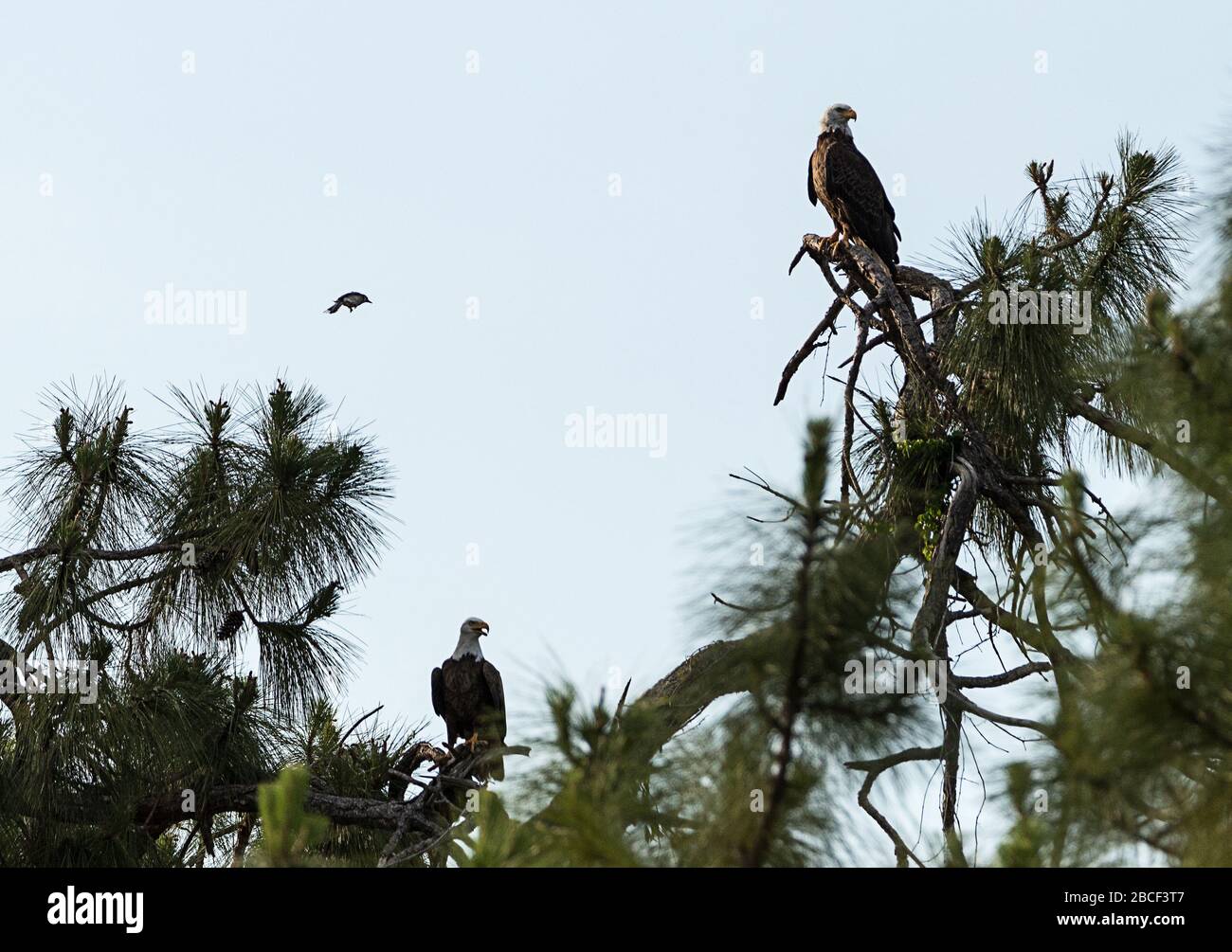 Blue jay dive bombs a Mated pair of Bald eagle Haliaeetus leucocephalus ...