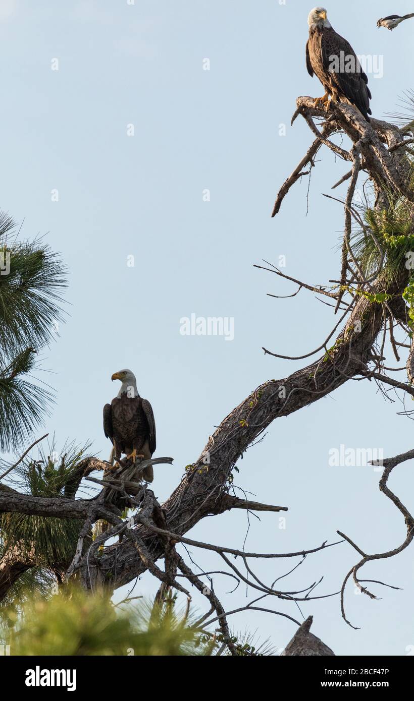 Blue jay dive bombs a Mated pair of Bald eagle Haliaeetus leucocephalus ...