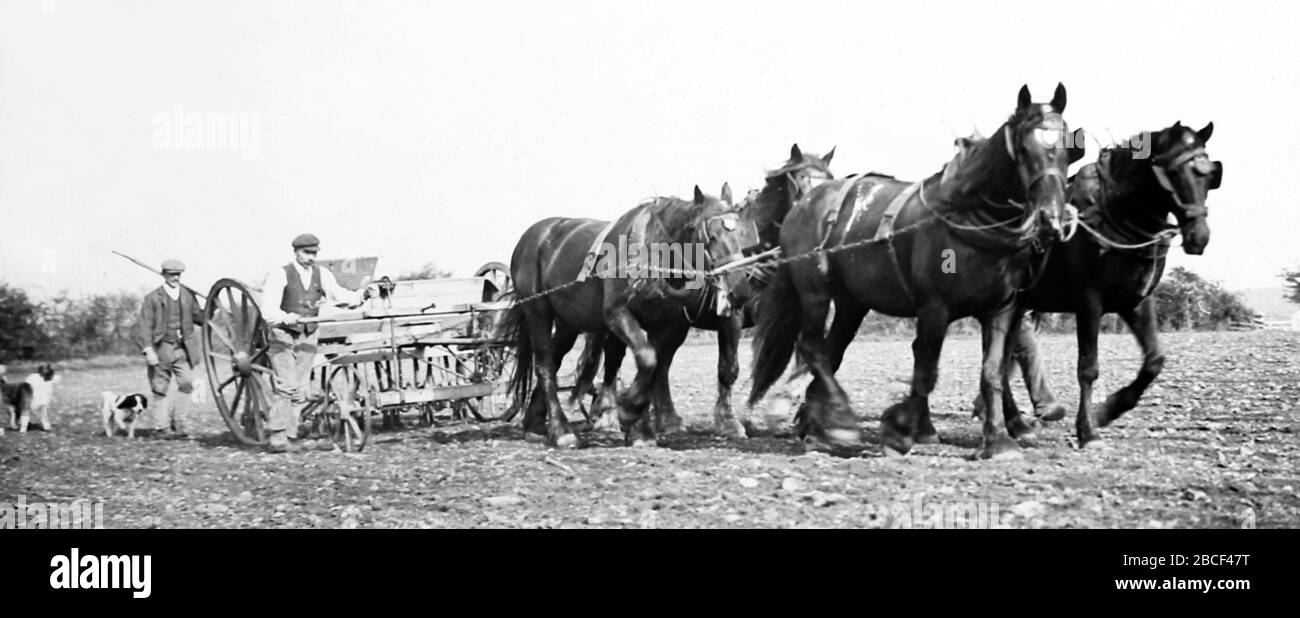 Farming edwardian sowing hi-res stock photography and images - Alamy