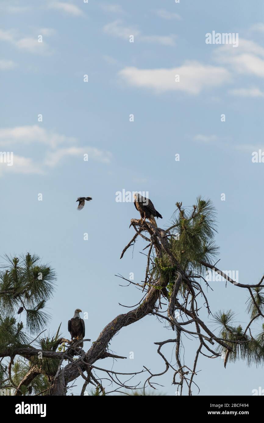 Blue jay dive bombs a Mated pair of Bald eagle Haliaeetus leucocephalus ...