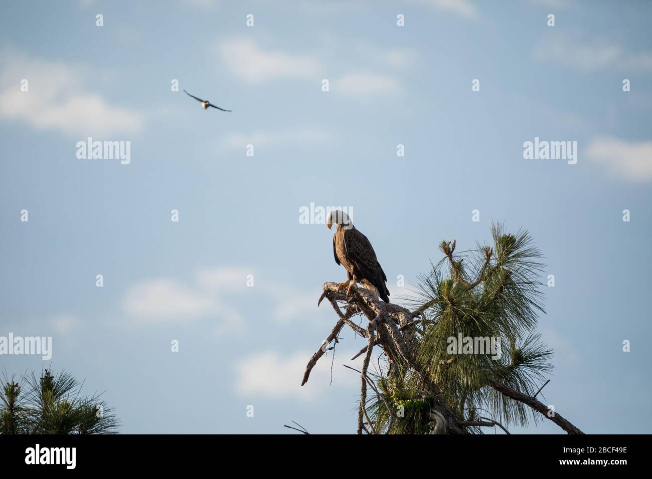 Blue jay dive bombs a Mated pair of Bald eagle Haliaeetus leucocephalus ...