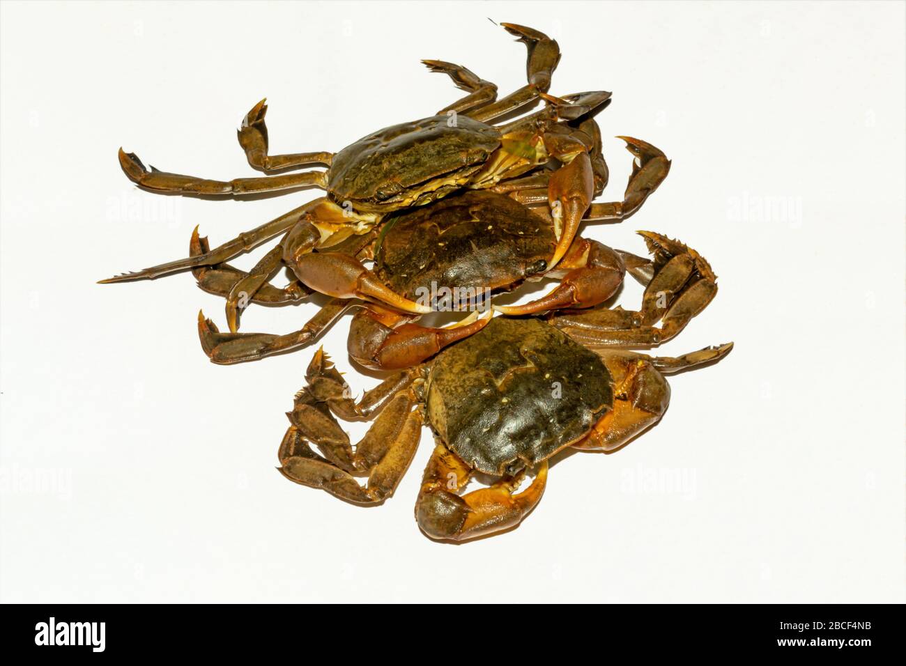 Thai River Crab High Resolution Stock Photography and Images - Alamy