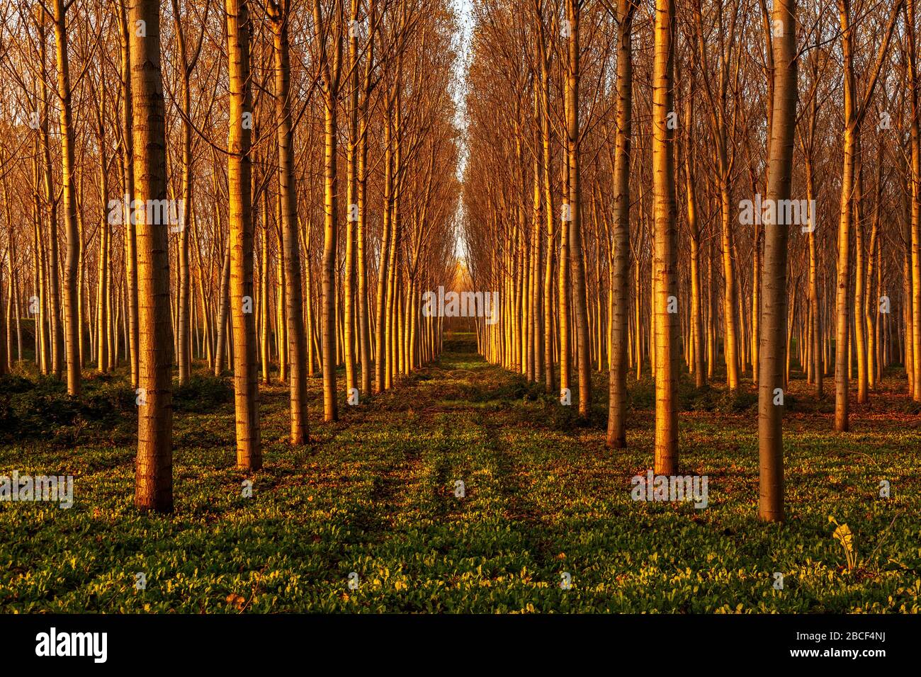 Poplars at sunset hi-res stock photography and images - Alamy