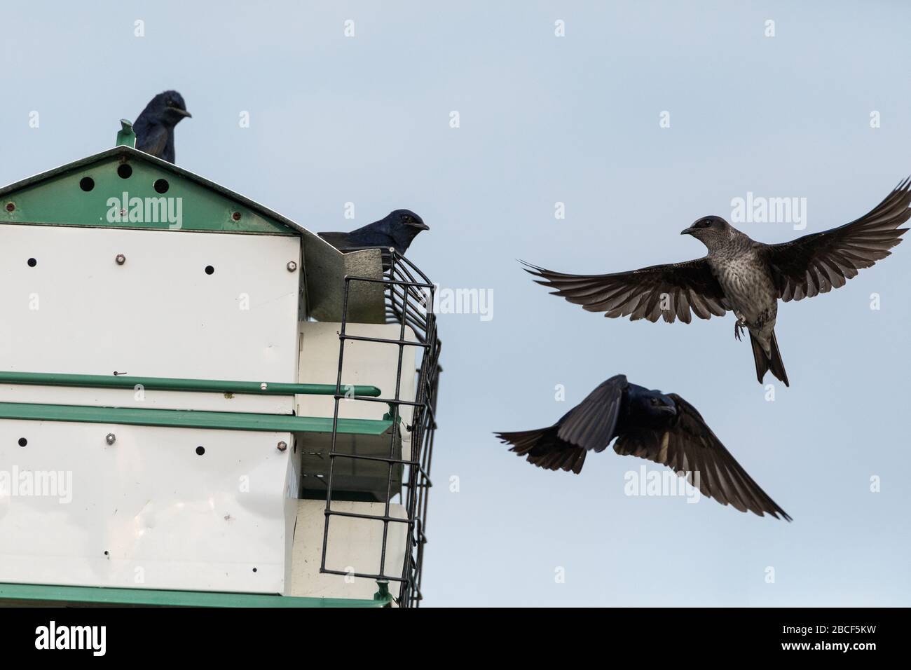 Flying female Purple martin Progne subis bird heads onto a bird house ...