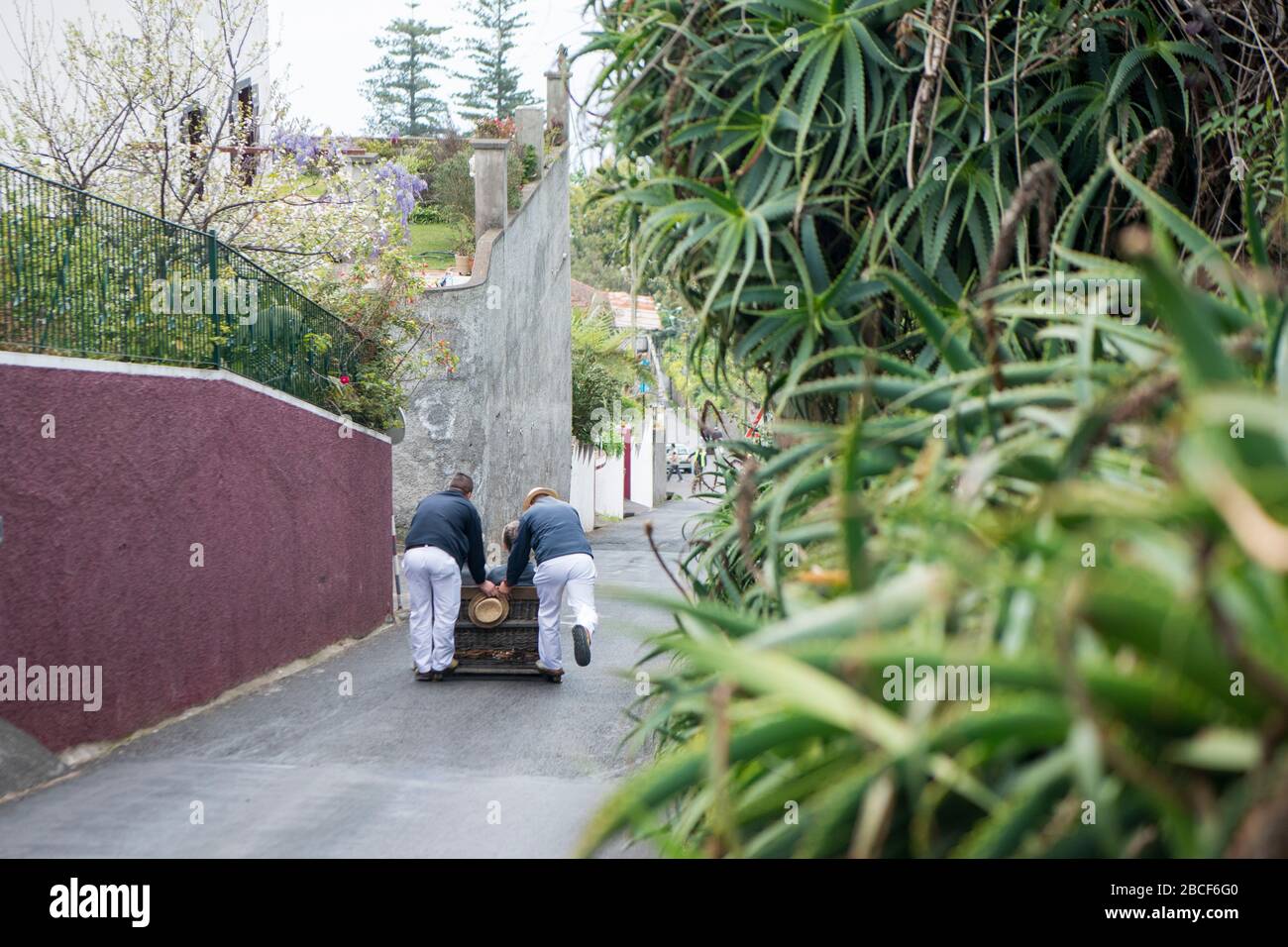 a traditional Monte sledge on the way from Monte to Funchal the city ...