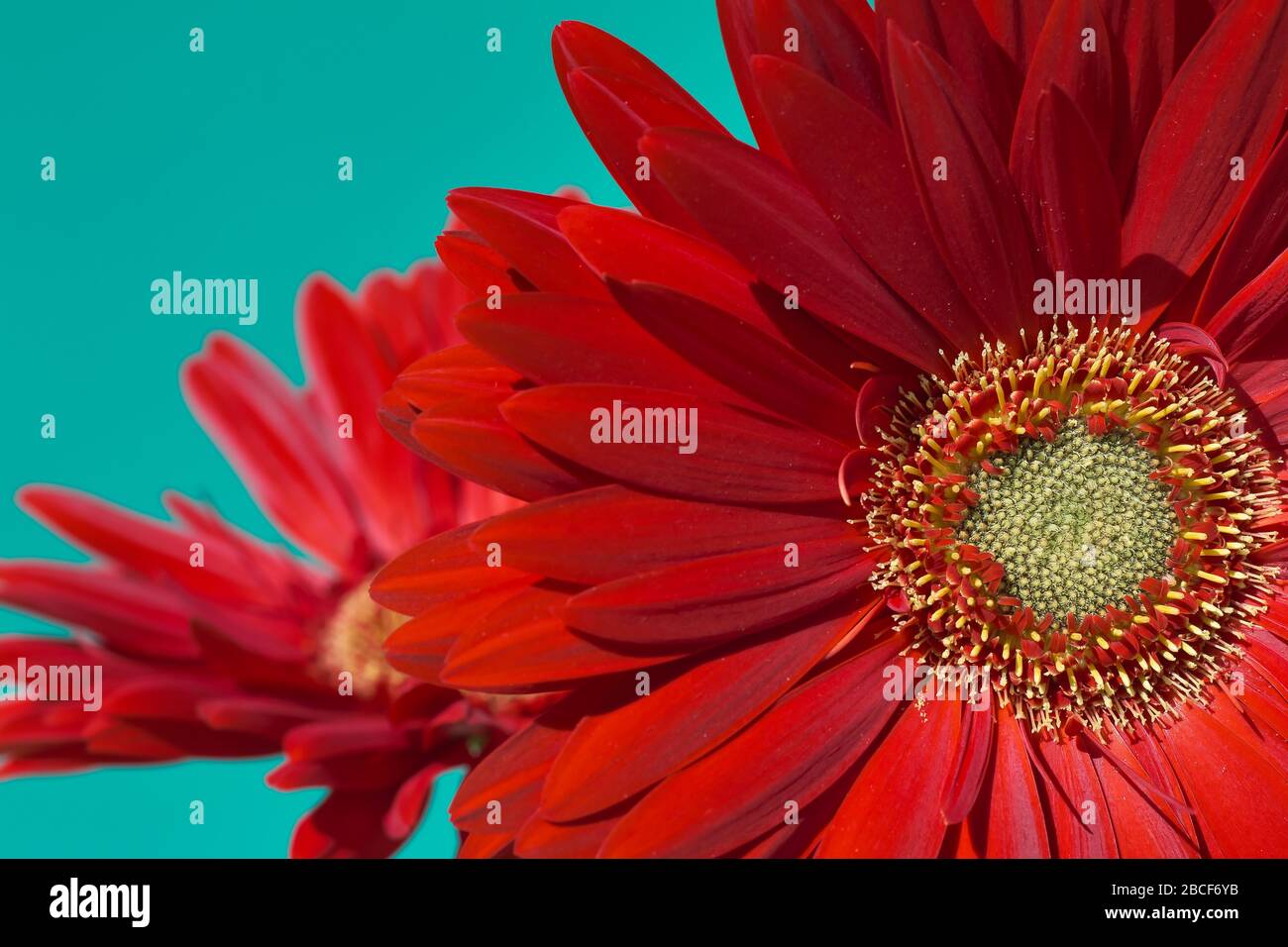 Nice red daisy flower hi-res stock photography and images - Alamy