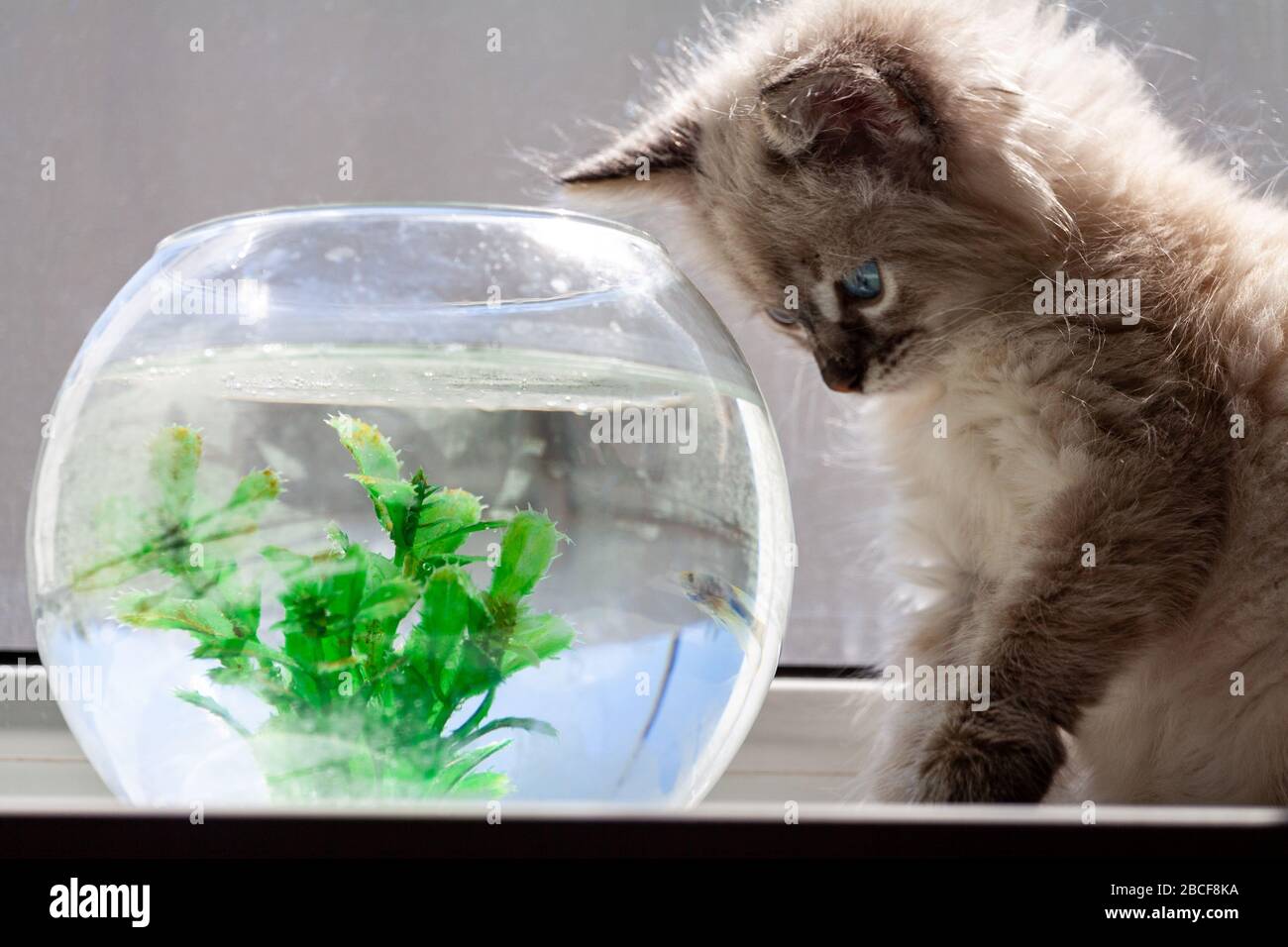 A beautiful fluffy kitten is hunting for a goldfish in an aqua rime ...
