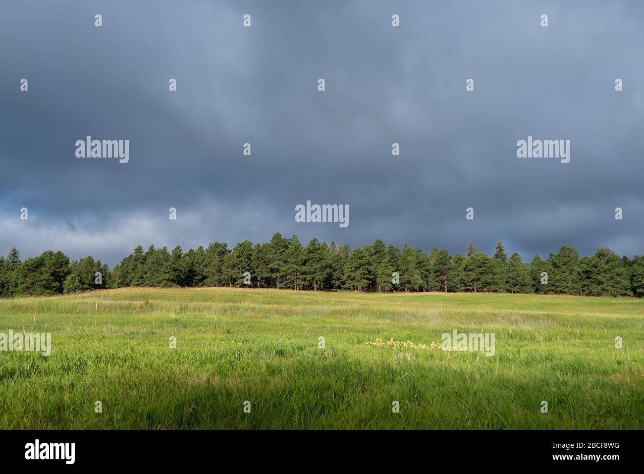 Landscape of green field and line of trees in the distance near ...