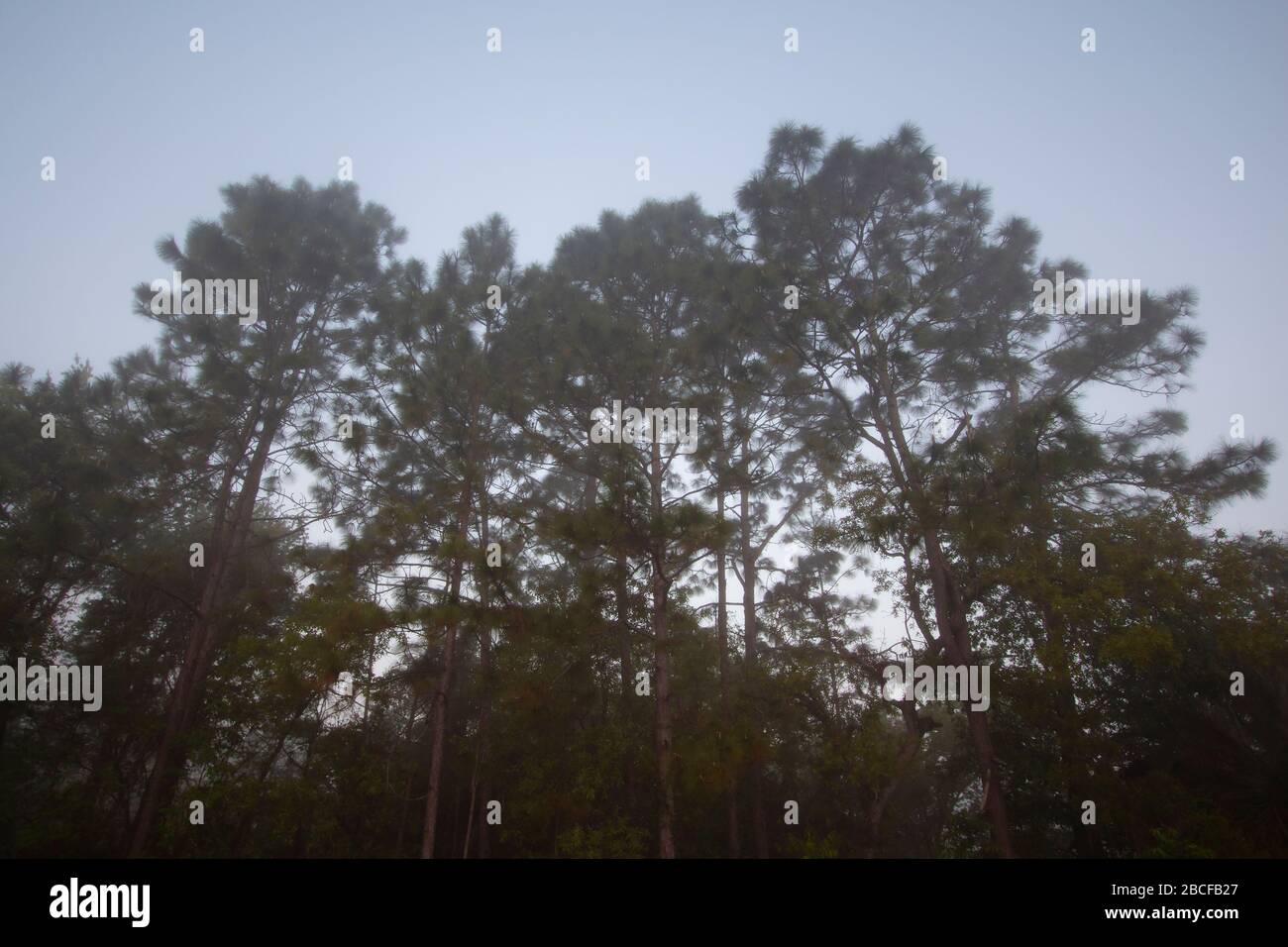 Misty Pine forest at daybreak Stock Photo - Alamy