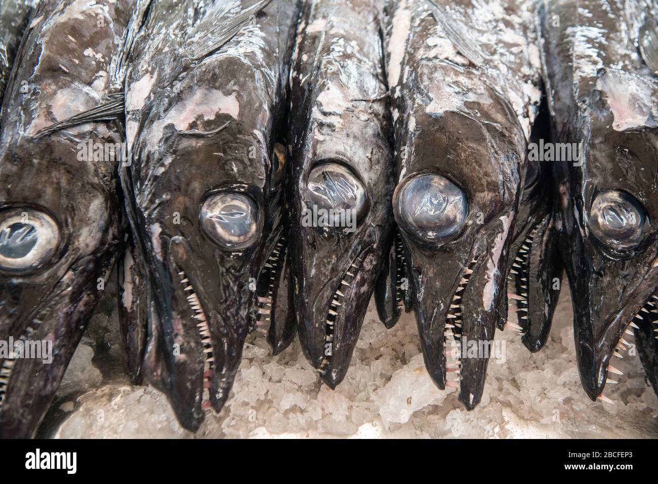 Black scabbard fish hi-res stock photography and images - Alamy