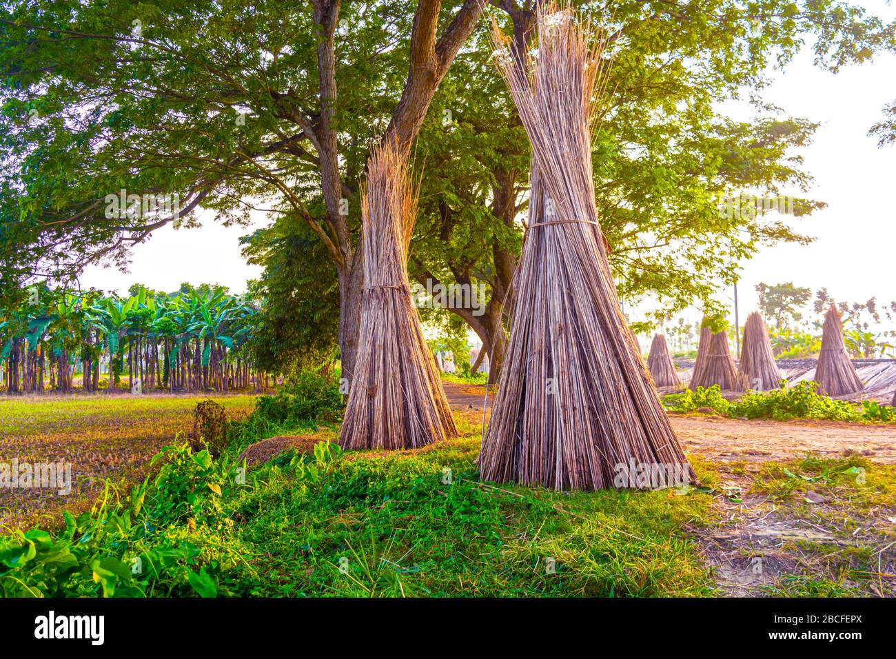 Jute Fibre High Resolution Stock Photography and Images - Alamy