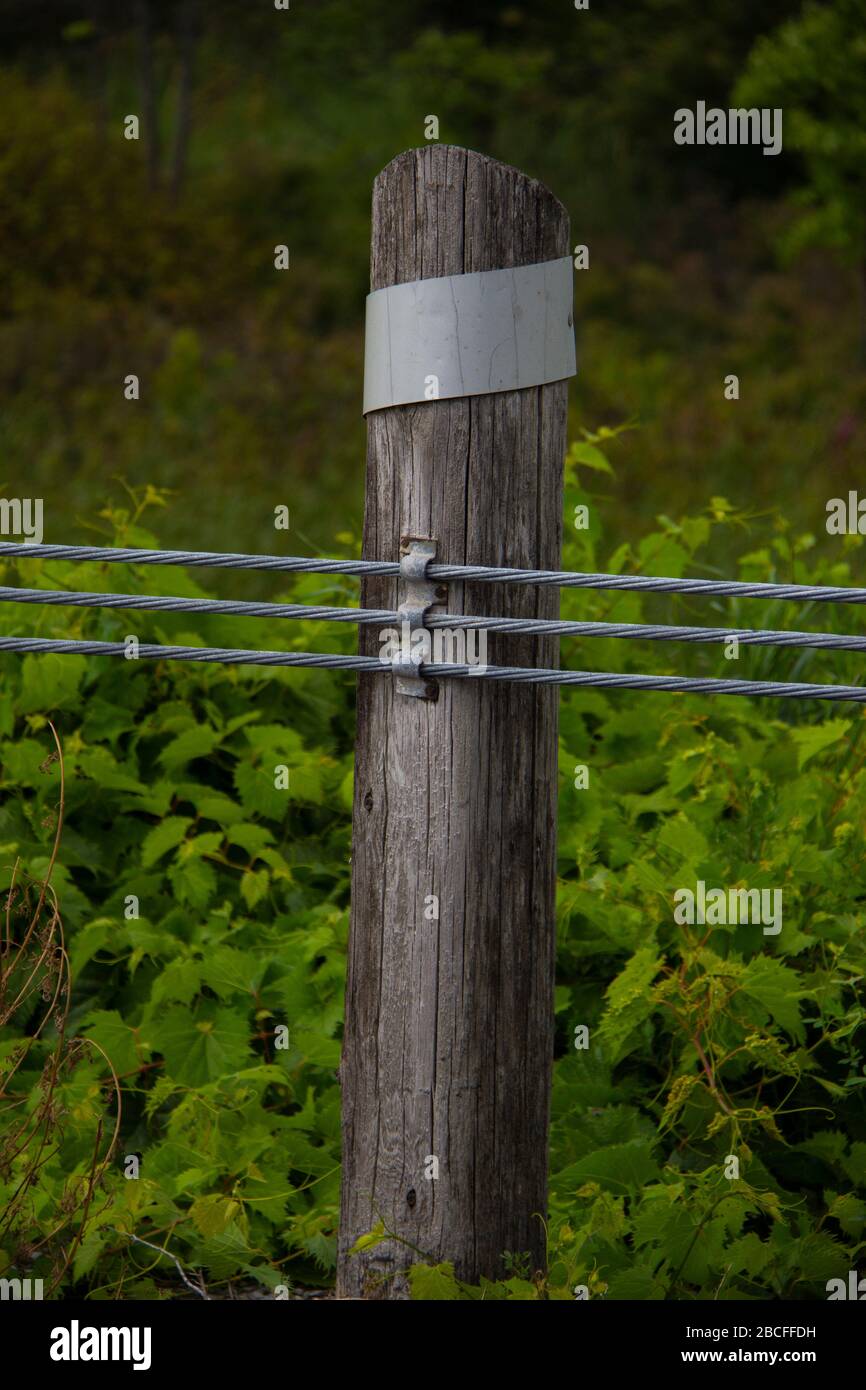 Bollard trees hi-res stock photography and images - Alamy