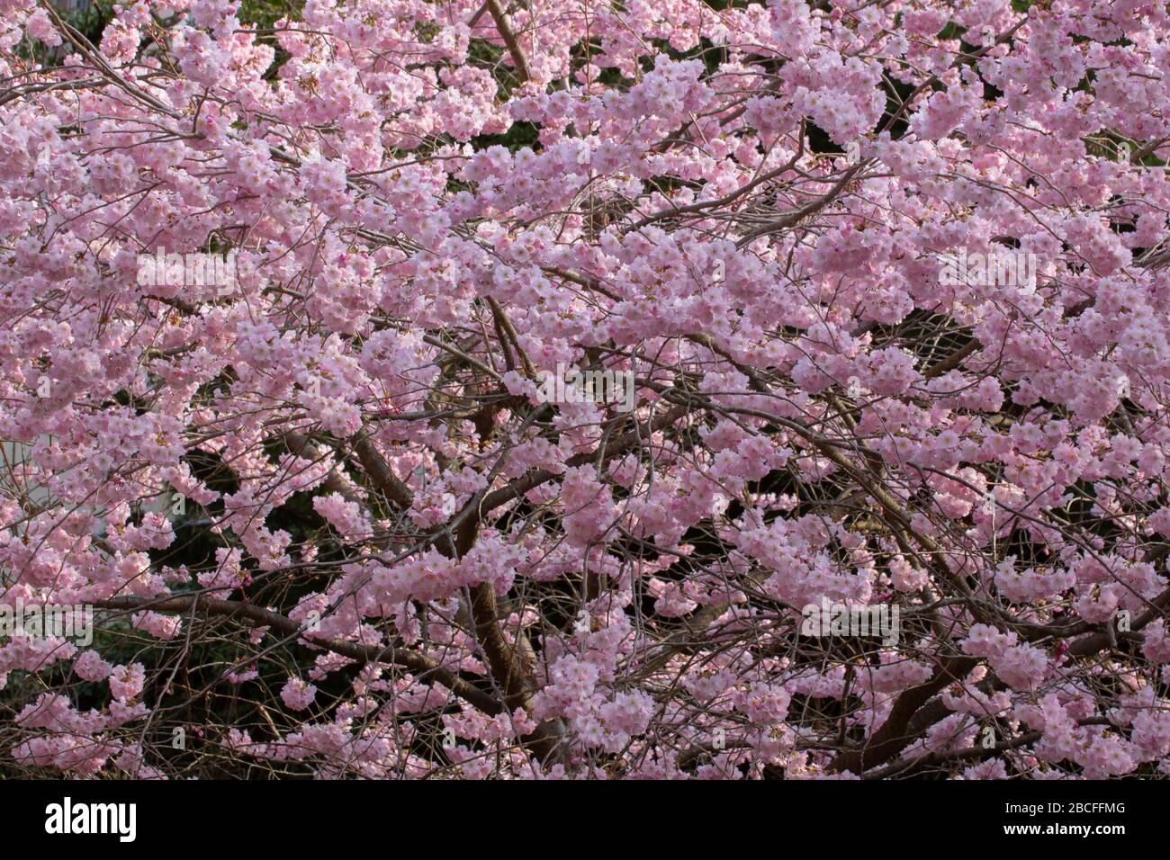Ornamental cherry tree hi-res stock photography and images - Alamy