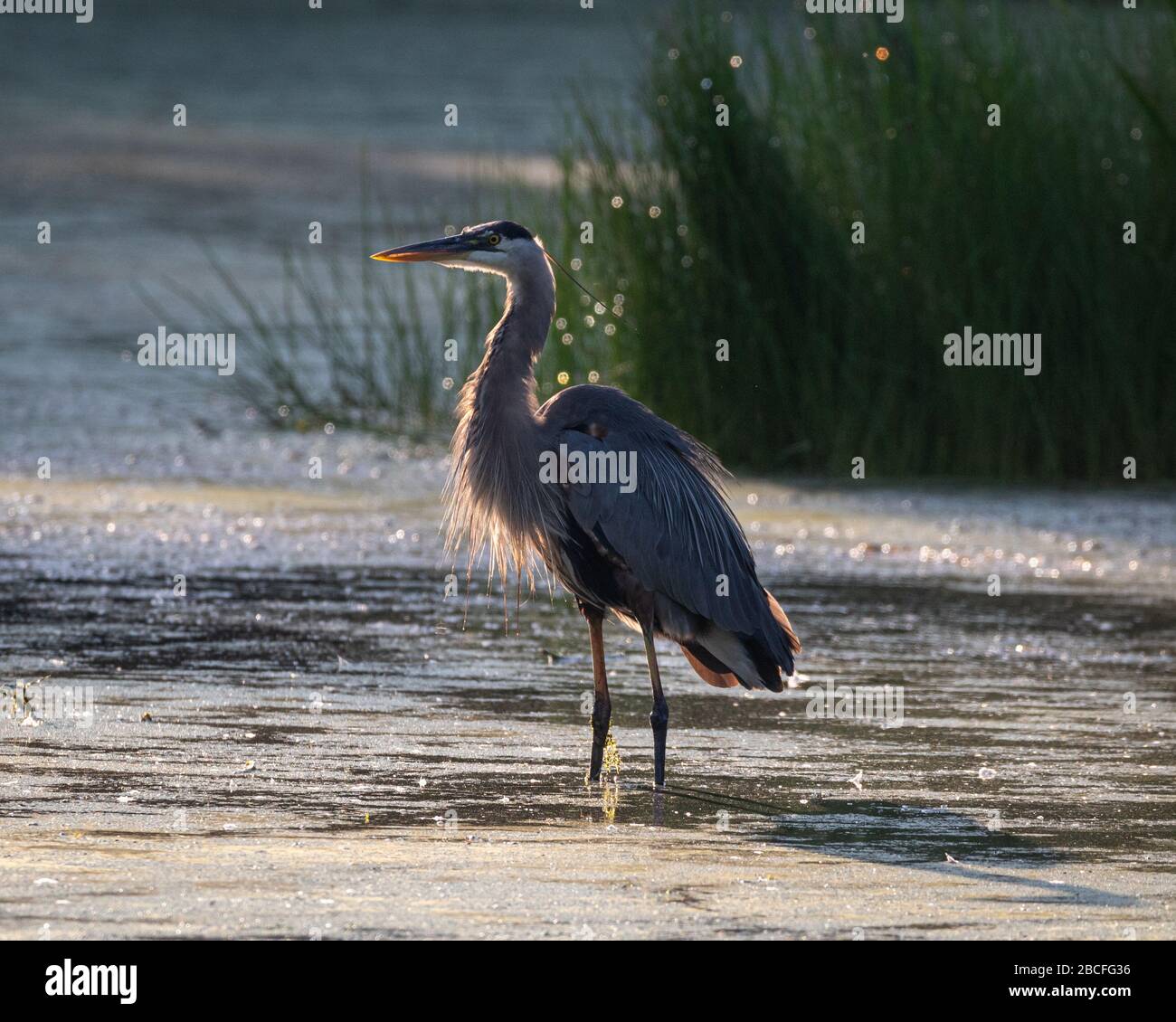Wading through swamp america hi-res stock photography and images - Alamy