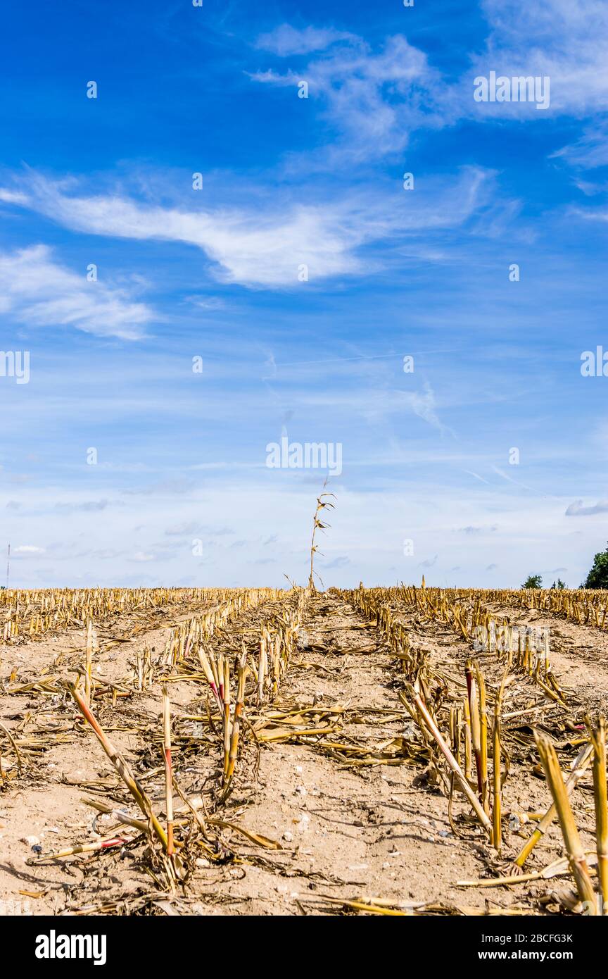 Harvested maize field, stubble field after harvest with a single ...