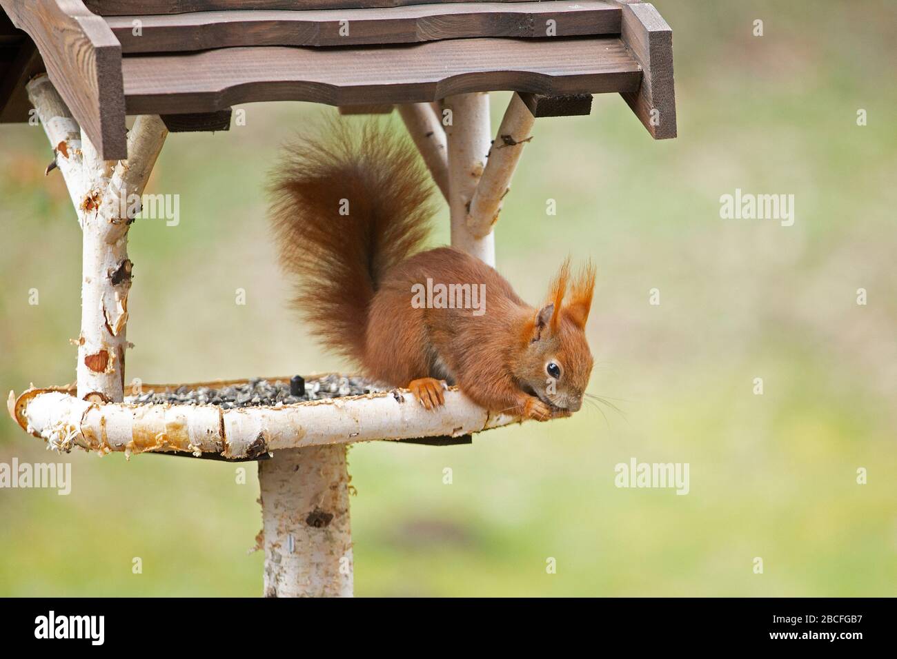 squirrel in a birdhouse, Germany Stock Photo - Alamy