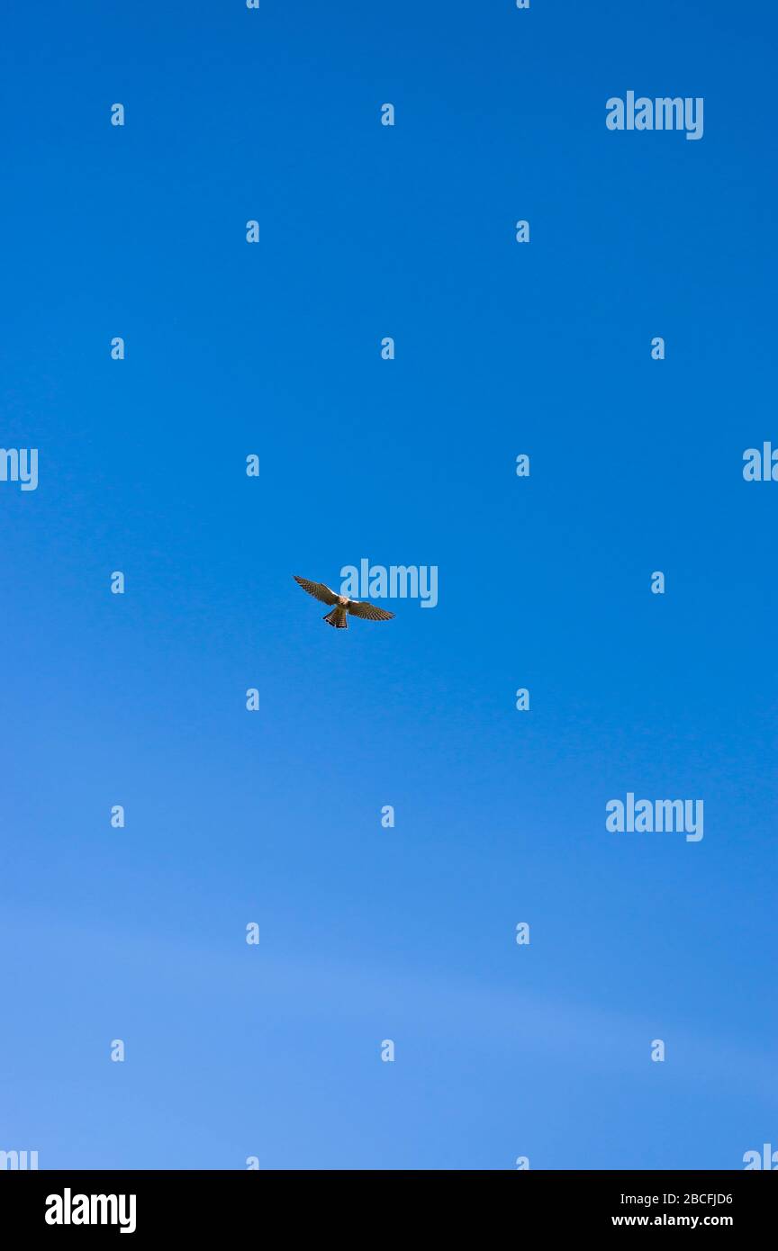 Falcon on prey hunt in Rüttelflug and stall hover over vineyard Stock ...