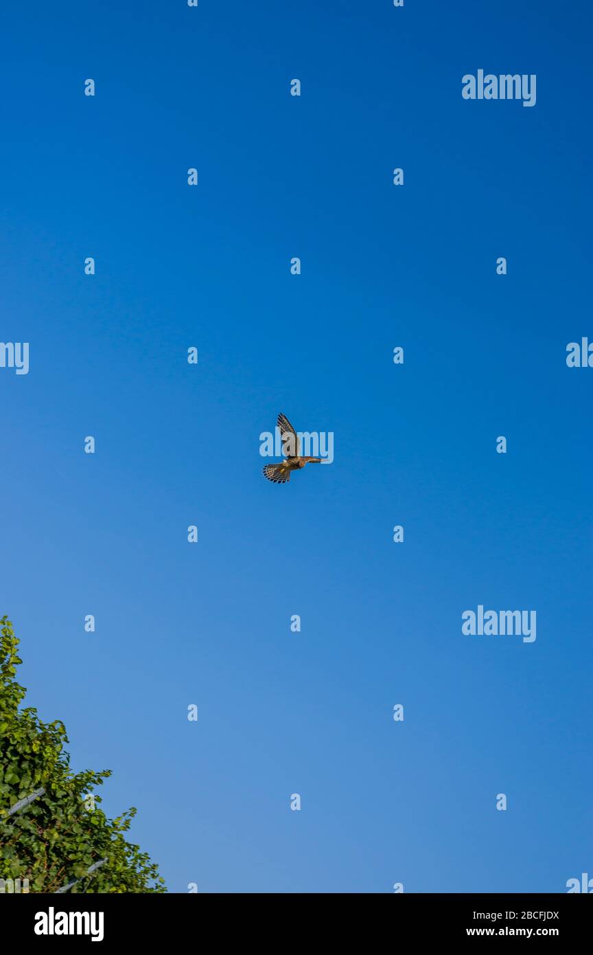 Shaking falcon hi-res stock photography and images - Alamy