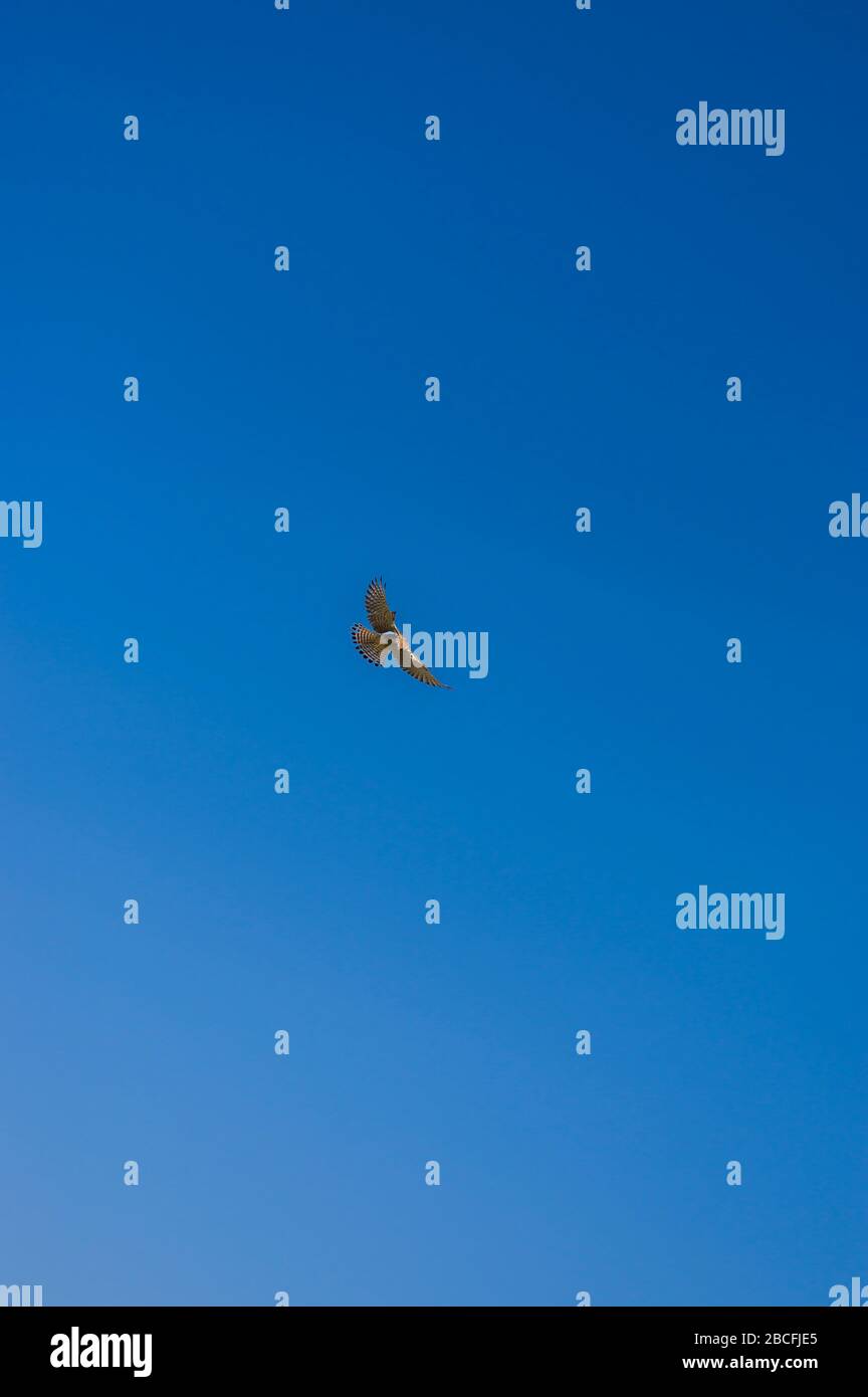 Falconidae birds hi-res stock photography and images - Alamy