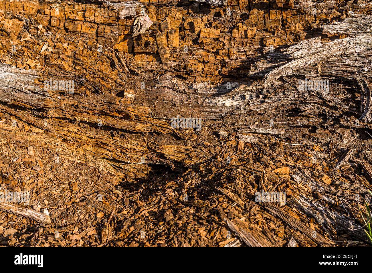 Dead wood, dead and rotting wood of tree trunks as habitat for animal ...