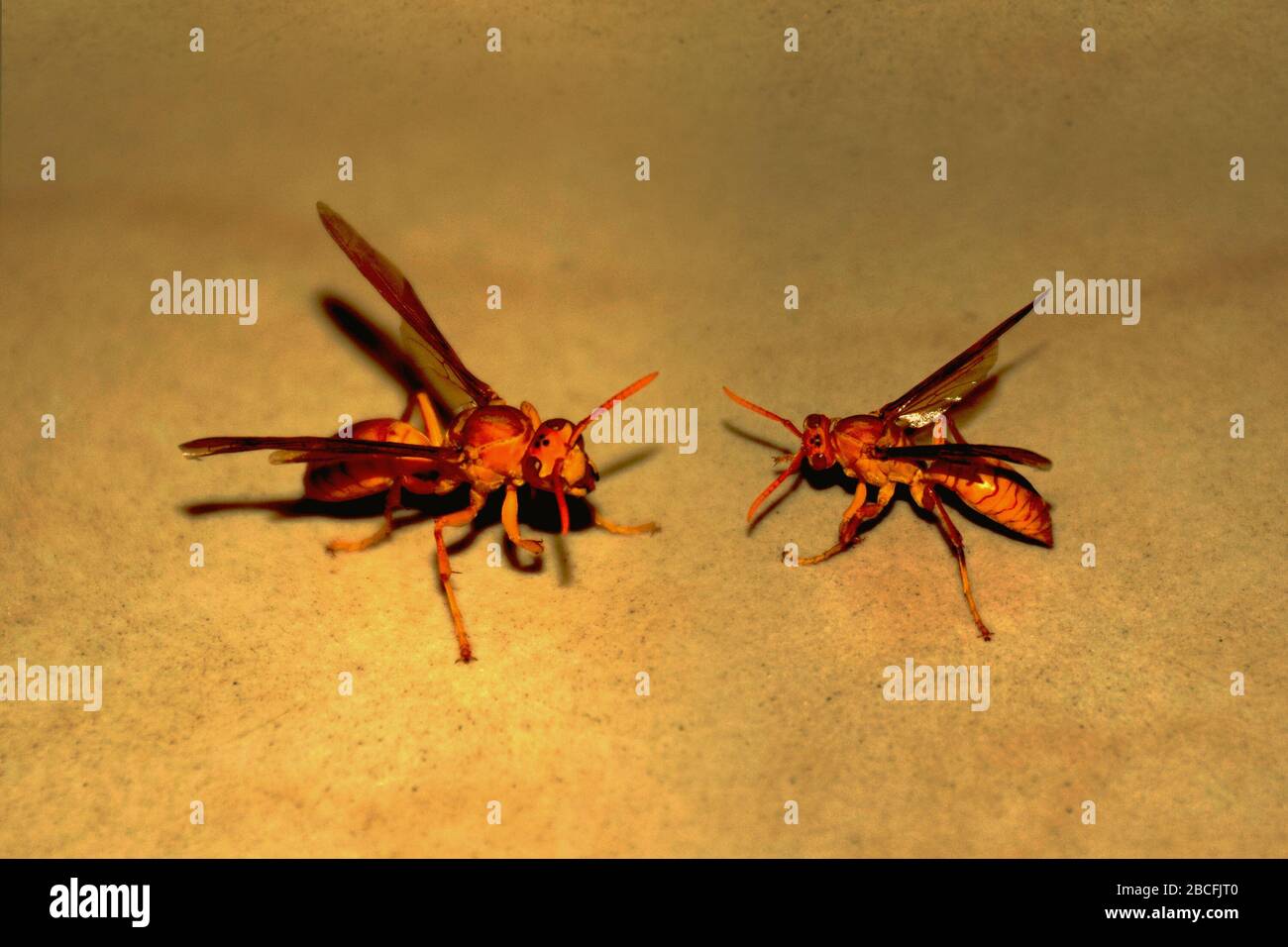 Two yellow bees facing each other Stock Photo - Alamy