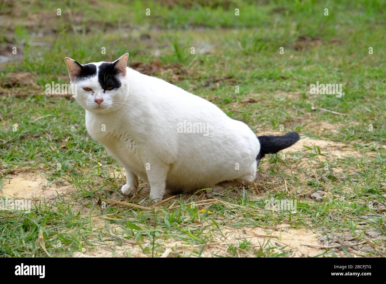 white cat stare at camera Stock Photo - Alamy