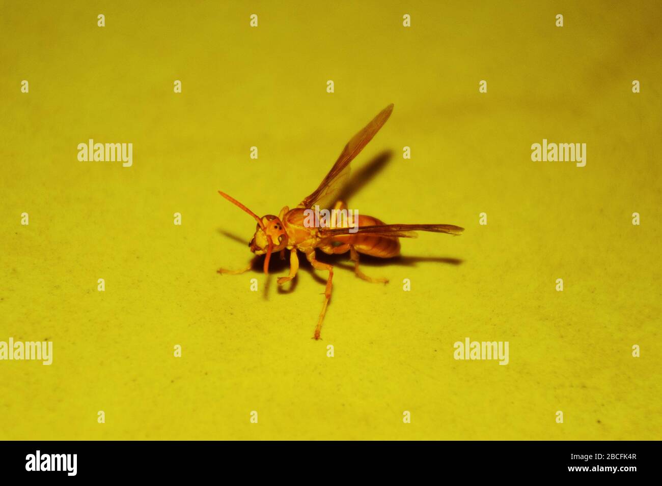 A Yellow Bee or madhu makkhi sitting on the floor in yellow background ...