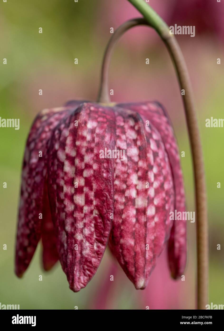 Snake's head fritillary flower growing wild in the grass, photographed ...