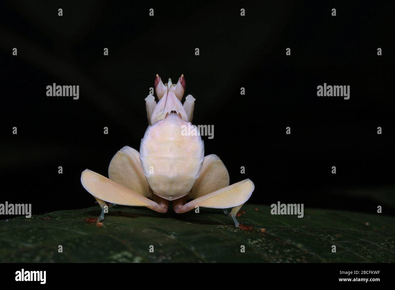 Hymenopus coronatus, Orchid mantis, Hymenopus bicornis Stock Photo - Alamy