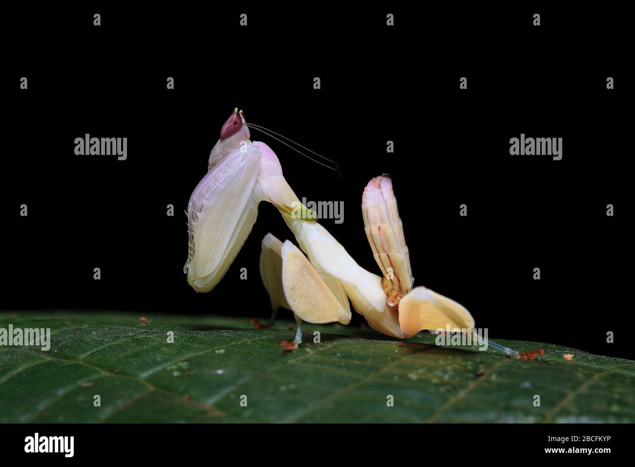 Hymenopus coronatus, Orchid mantis, Hymenopus bicornis Stock Photo - Alamy
