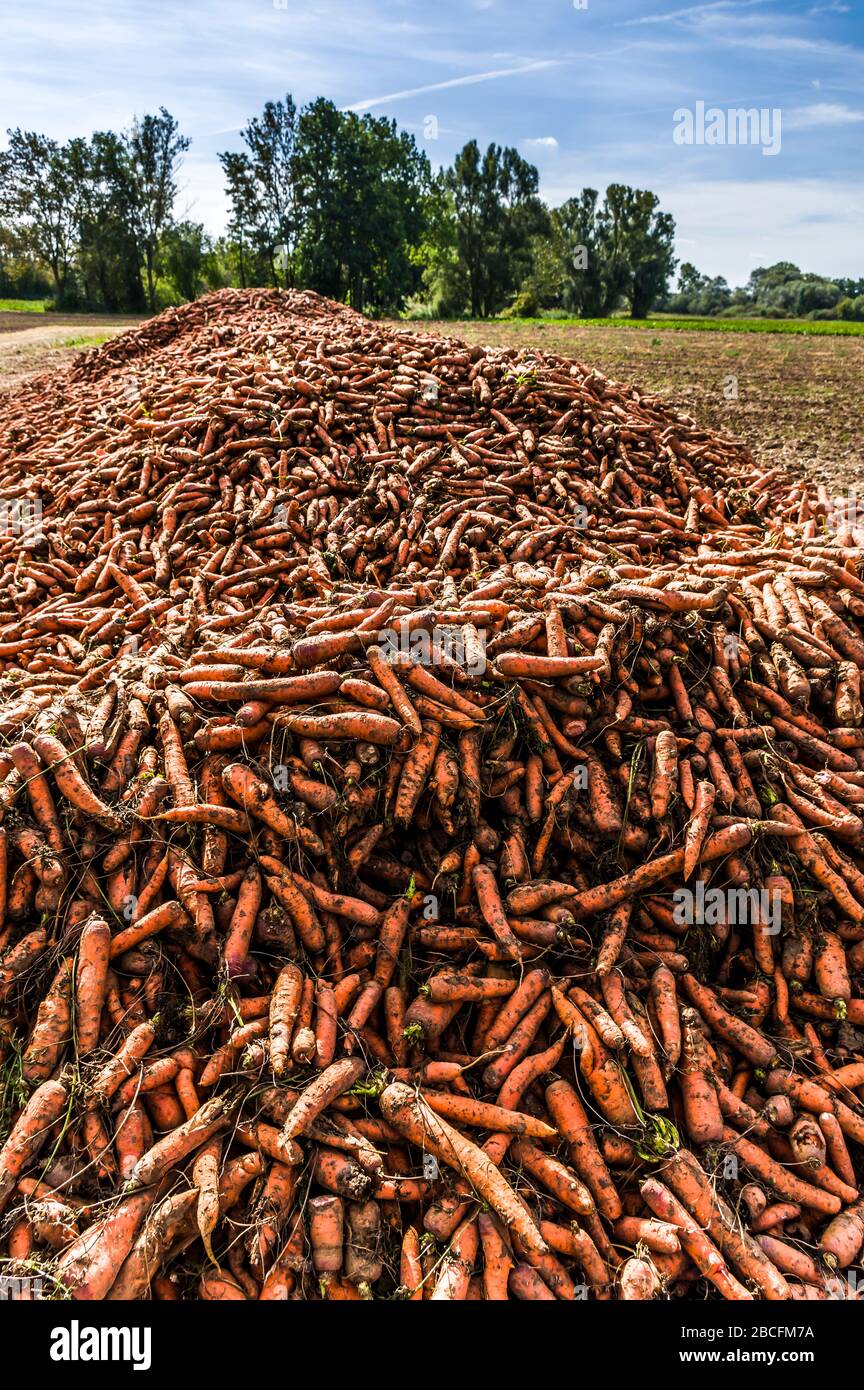 Carrots cultivation hi-res stock photography and images - Alamy