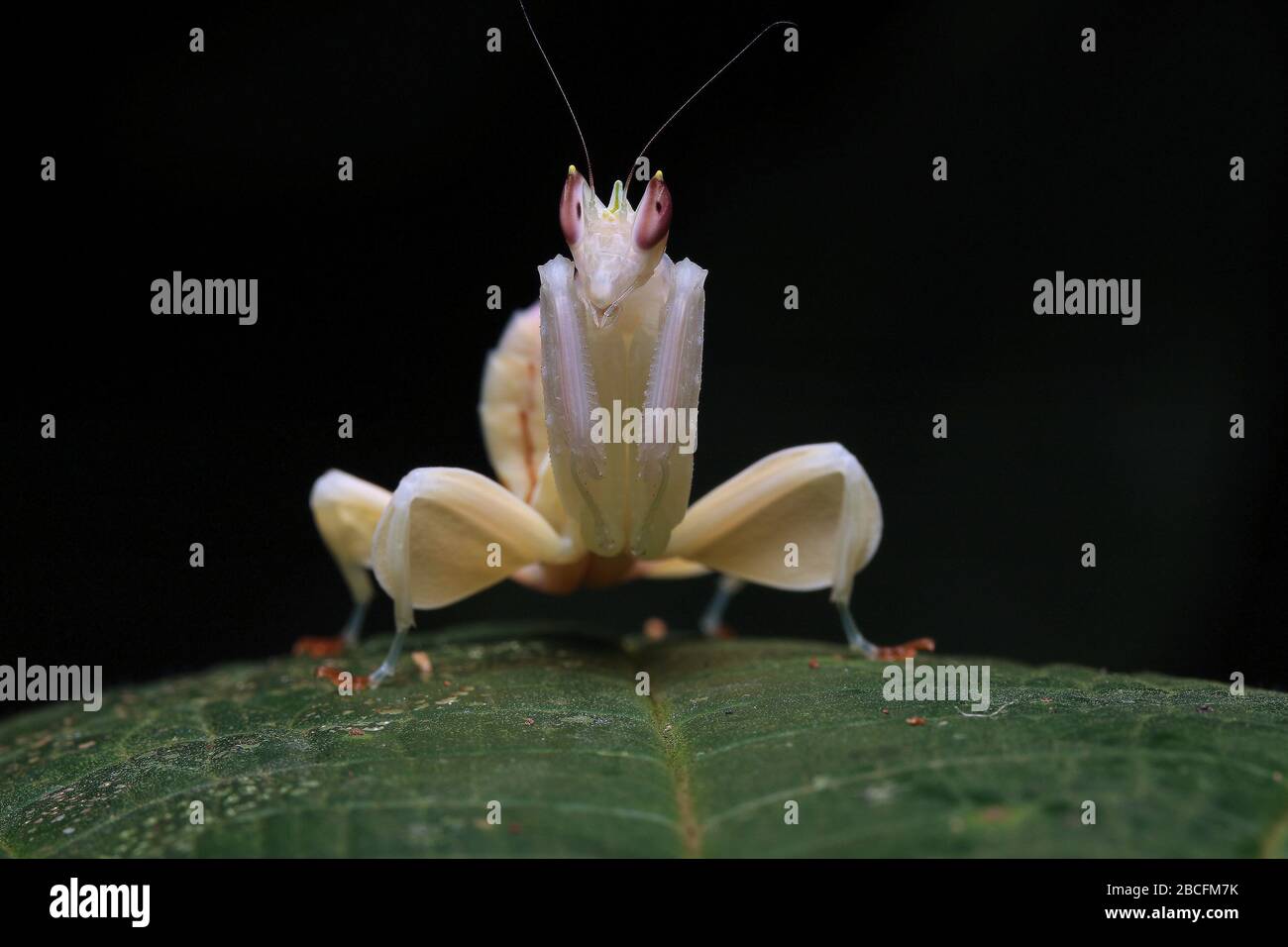 Hymenopus bicornis hi-res stock photography and images - Alamy