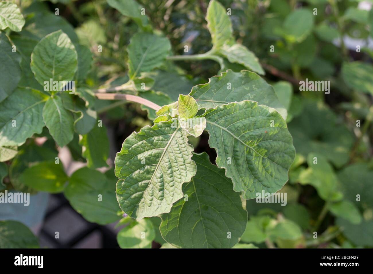 Medicinal plant of Thailand Stock Photo - Alamy