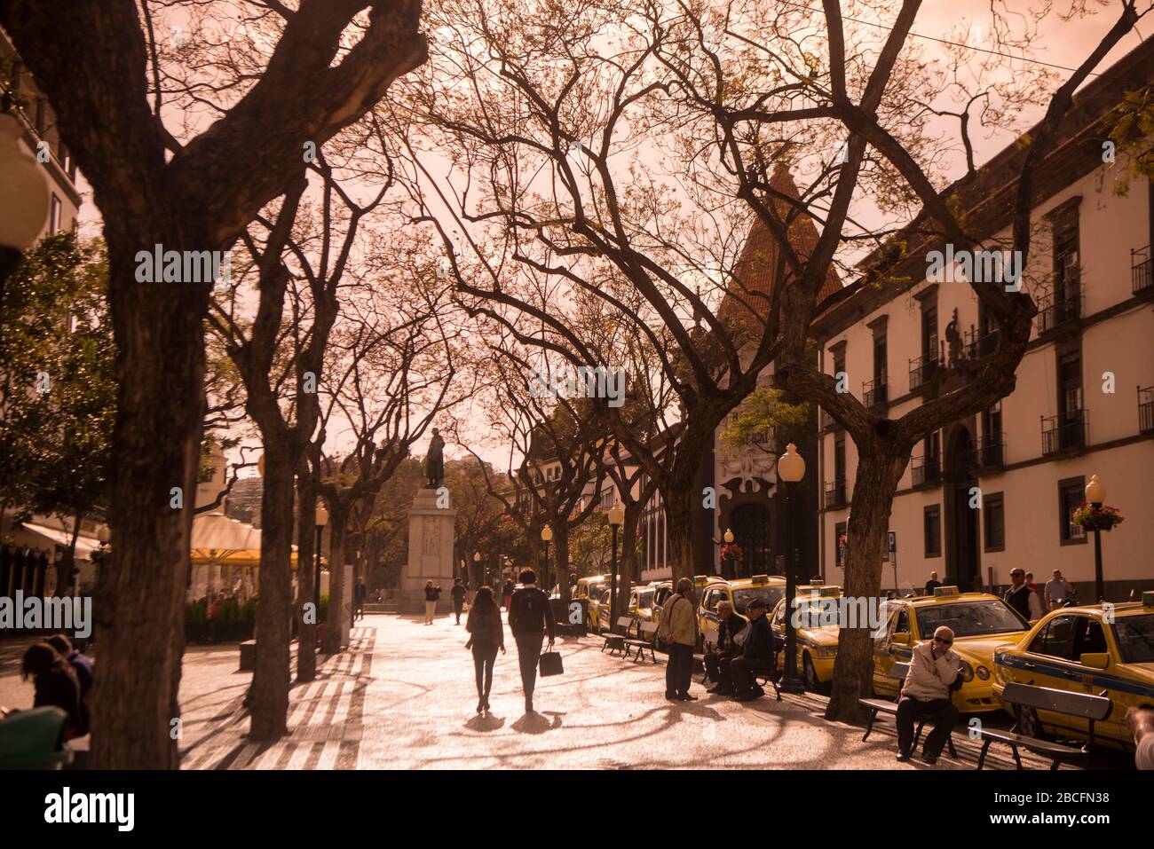 the avenida Arriaga in the city centre of Funchal on the Island Madeira ...