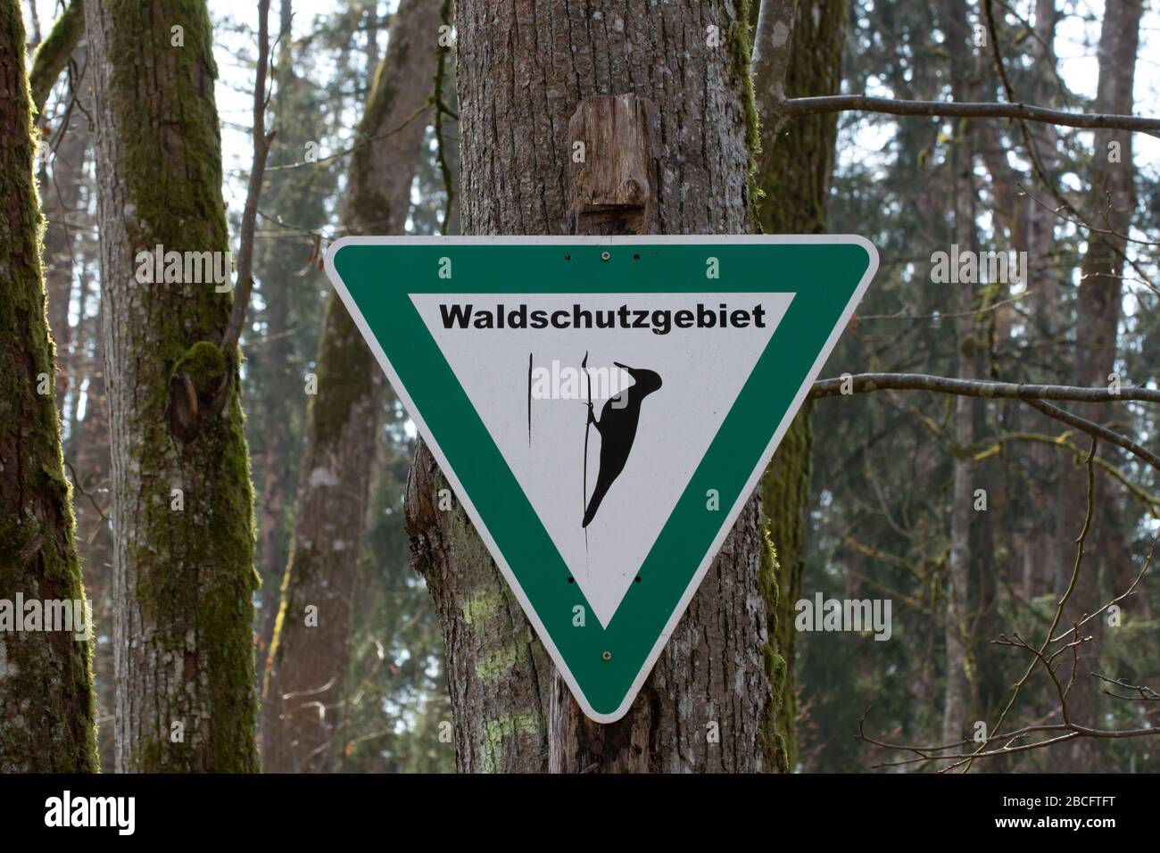 Green and white sign with a woodpecker mounted to a tree saying forest ...