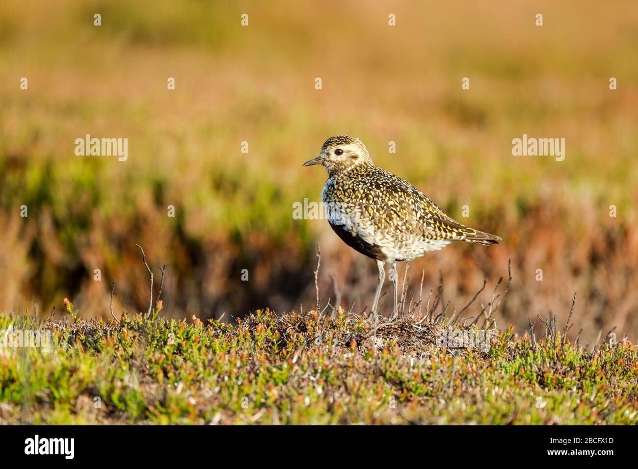 Golden Plover female (Pluvialis apricaria) standing on moorland ...