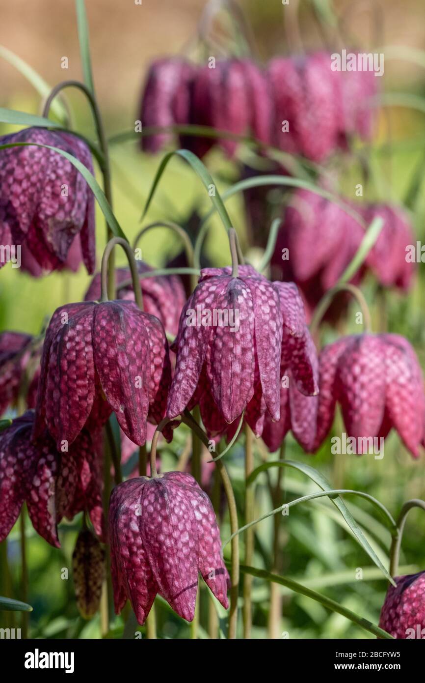 Snake's head fritillary flowers growing wild in the grass, photographed ...