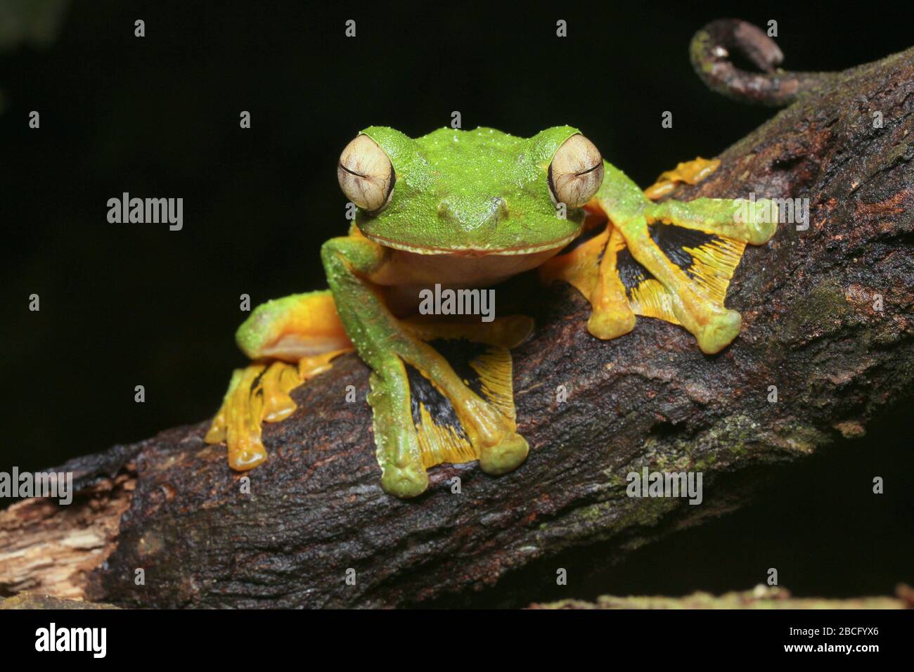 Wallace's Flying Frog, unique frog of Malaysia Stock Photo - Alamy