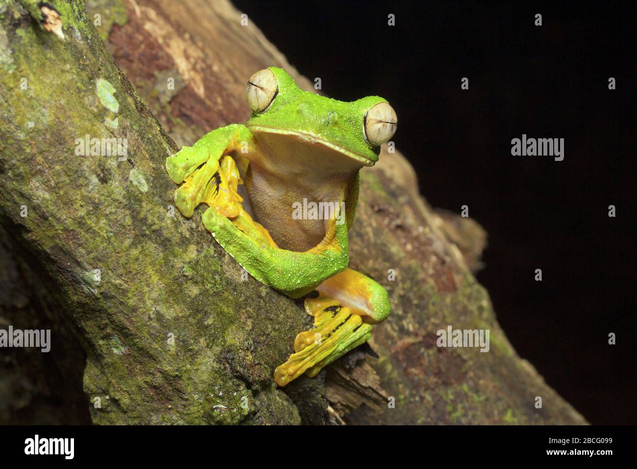 Wallace’s flying frogs hi-res stock photography and images - Alamy