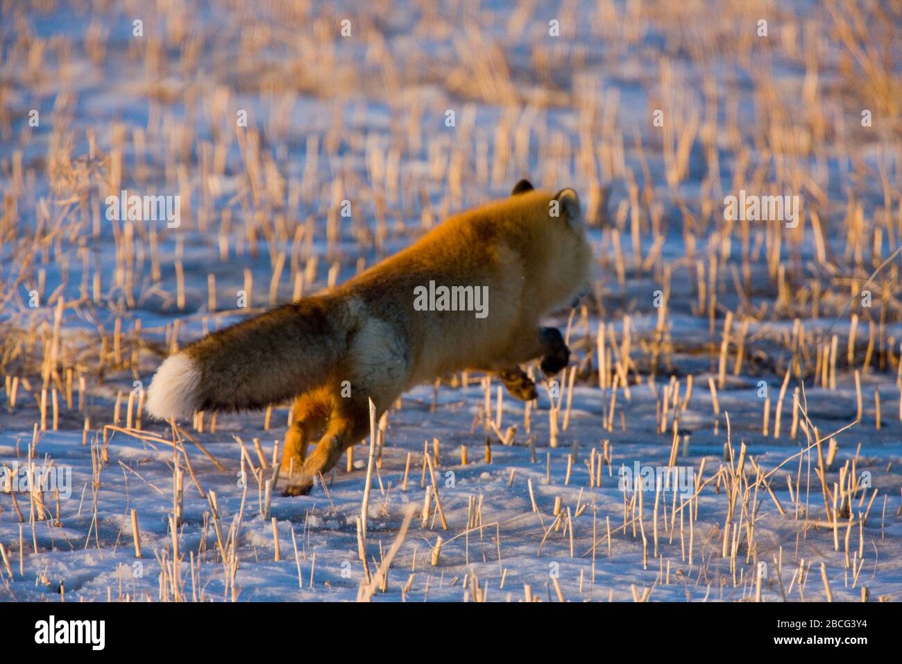 Prairie fox hi-res stock photography and images - Alamy