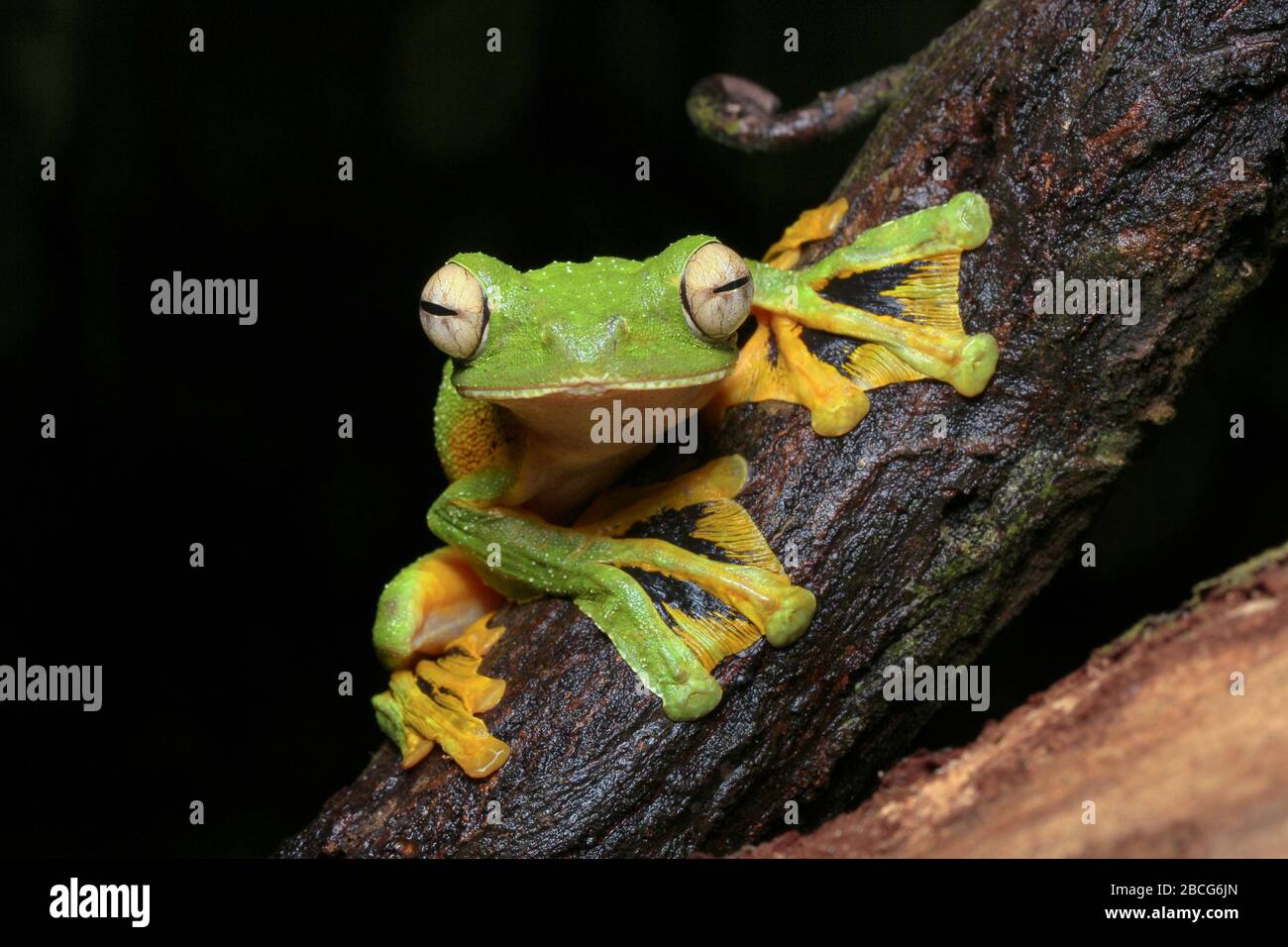 Wallace's Flying Frog, unique frog of Malaysia Stock Photo - Alamy