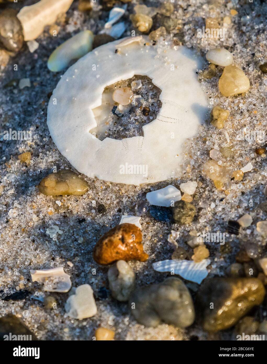 A sand dollar dominates this beach-combing composition Stock Photo - Alamy