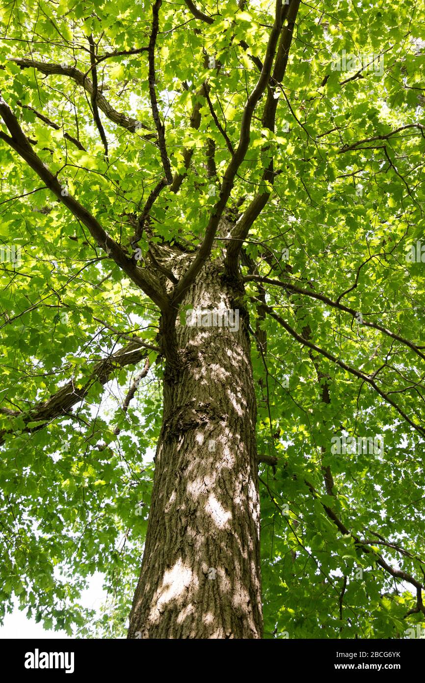 Red oak tree hi-res stock photography and images - Alamy