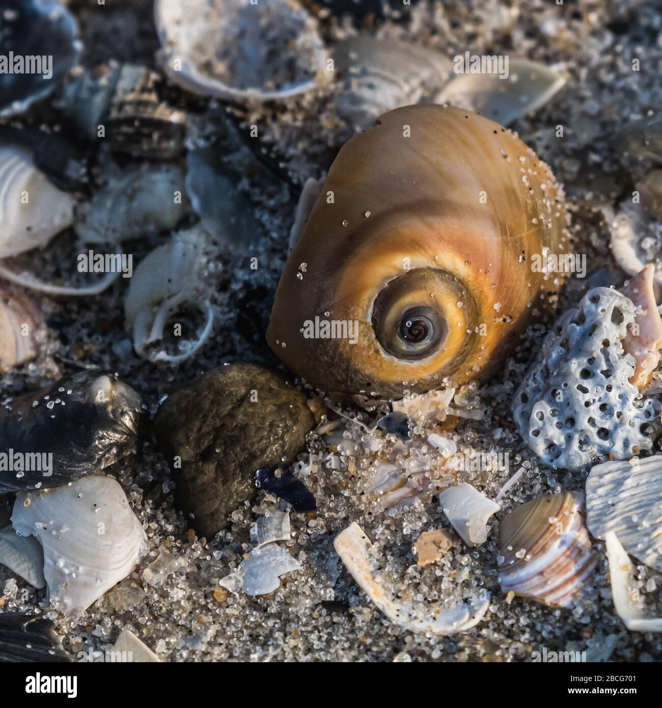 Beautiful swirl design on a sand-specked snail shell Stock Photo - Alamy